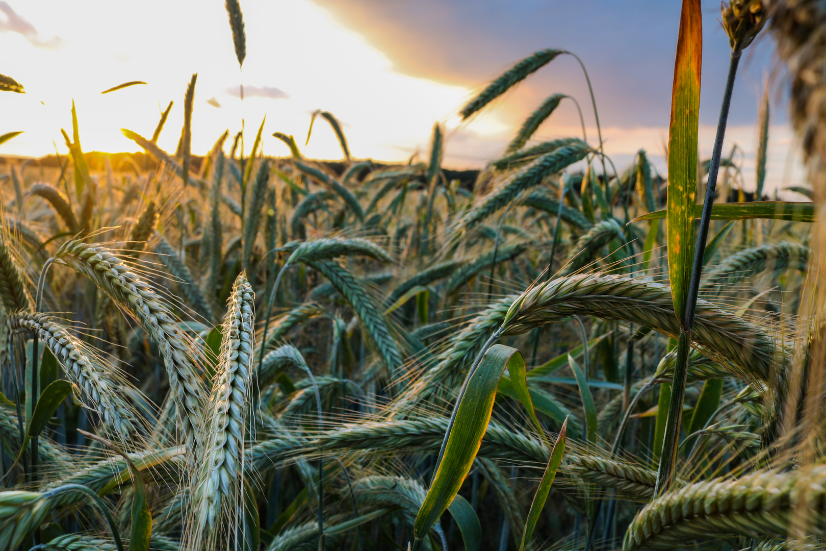 Gerste Foto & Bild | pflanzen, pilze & flechten, gräser, getreide und ...