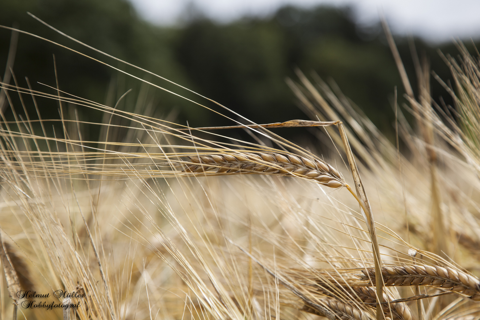 Gerste Foto & Bild | pflanzen, pilze & flechten, getreide und ...