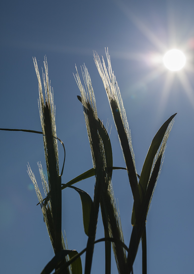 Gerste Foto & Bild | pflanzen, pilze & flechten, getreide und ...