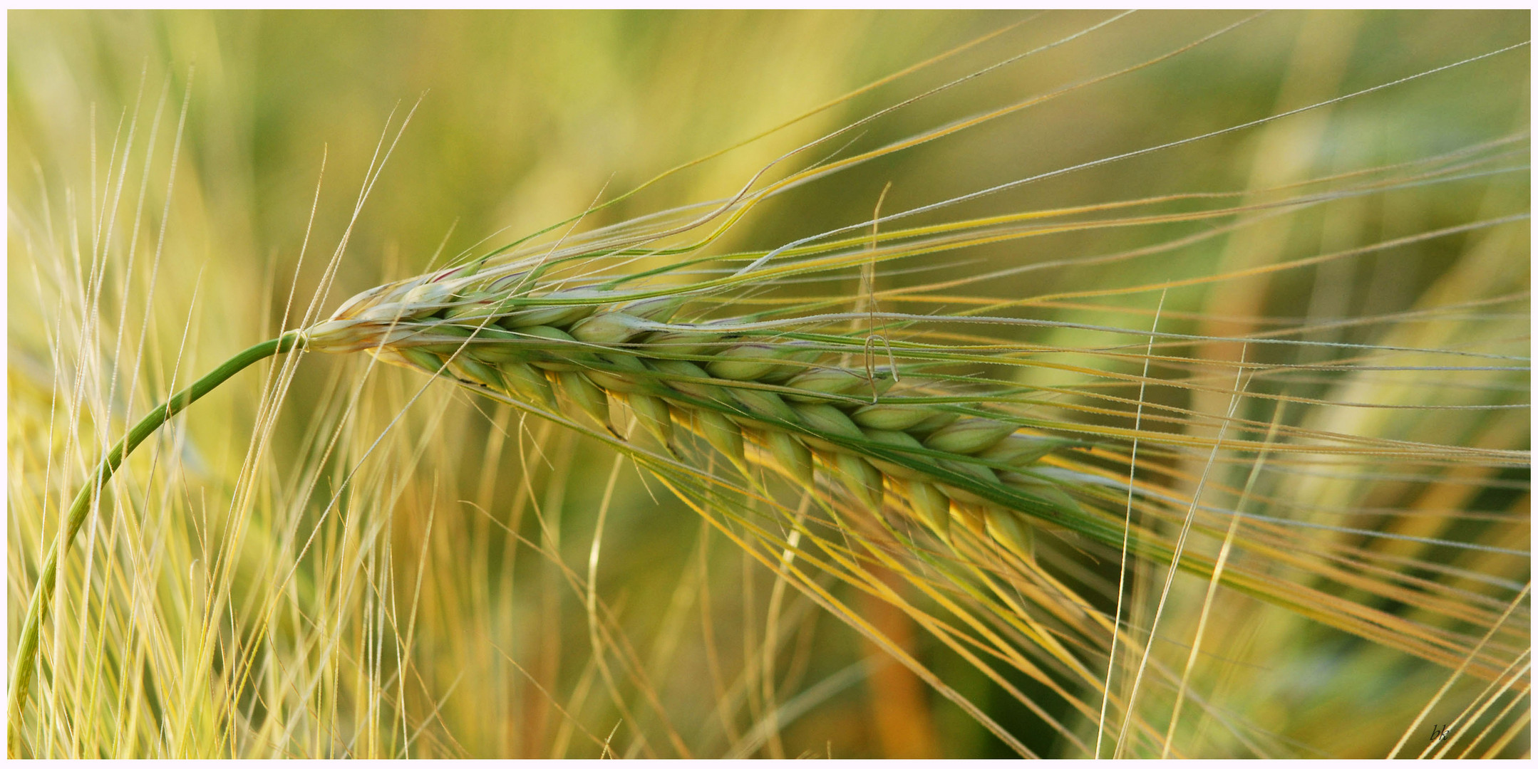 Gerste Foto & Bild | pflanzen, pilze & flechten, getreide und ...