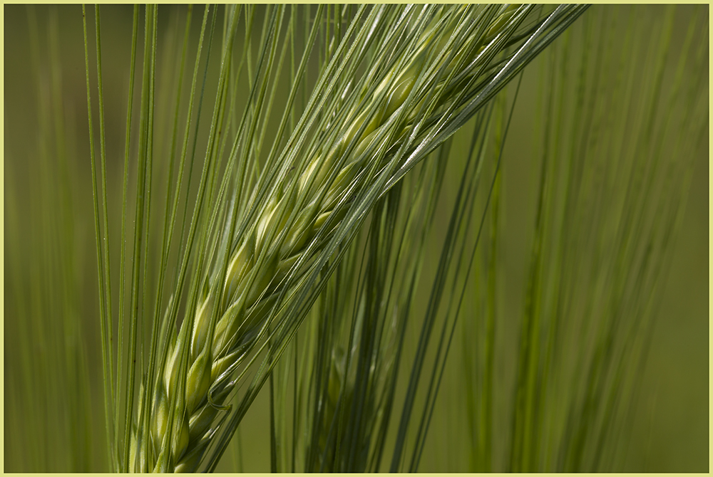 Gerste Foto & Bild | pflanzen, natur Bilder auf fotocommunity