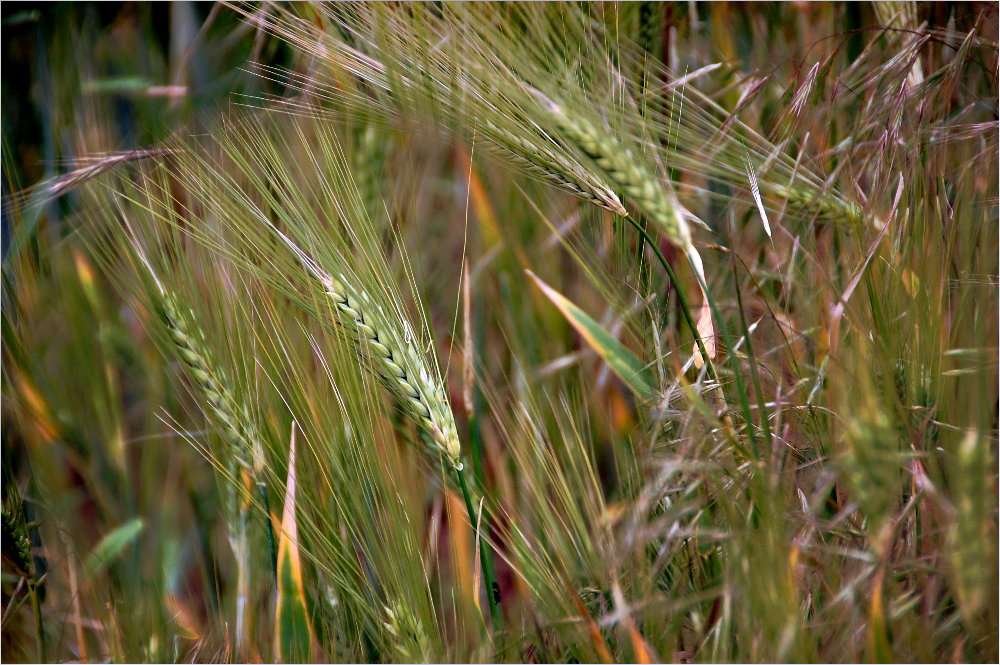 Gerste Foto & Bild | natur, pflanzen, pilze & flechten Bilder auf ...