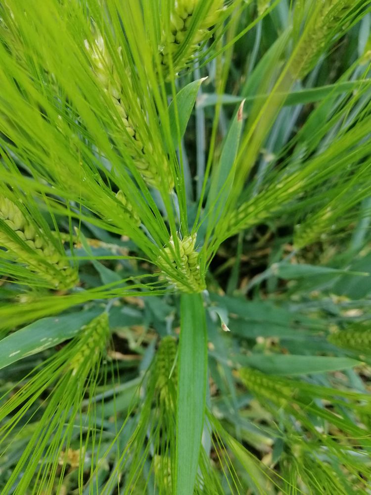 Gerste Foto & Bild | landschaft, natur Bilder auf fotocommunity