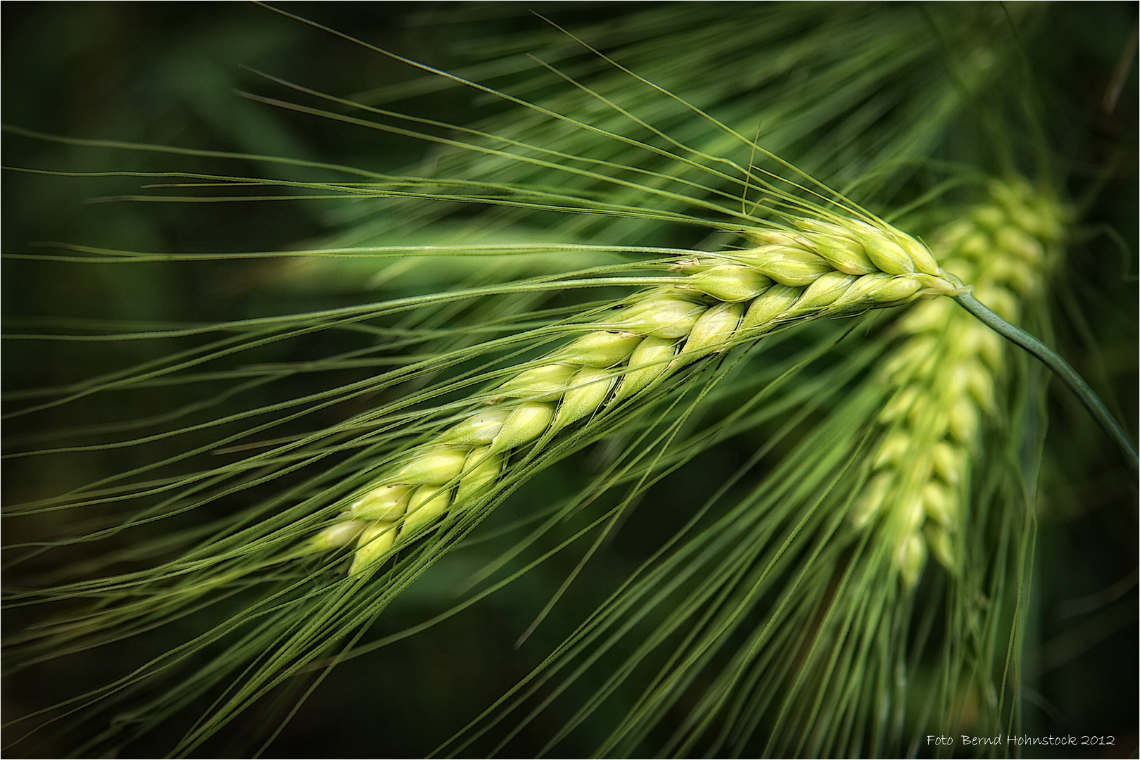 Gerste .... Foto & Bild | stillleben, food-fotografie, getreide ...