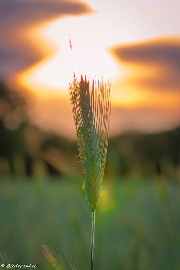 Gerste Foto & Bild | pflanzen, pilze & flechten, landschaft ...