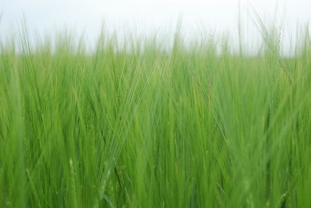 Gerste Foto & Bild | pflanzen, pilze & flechten, getreide und ...