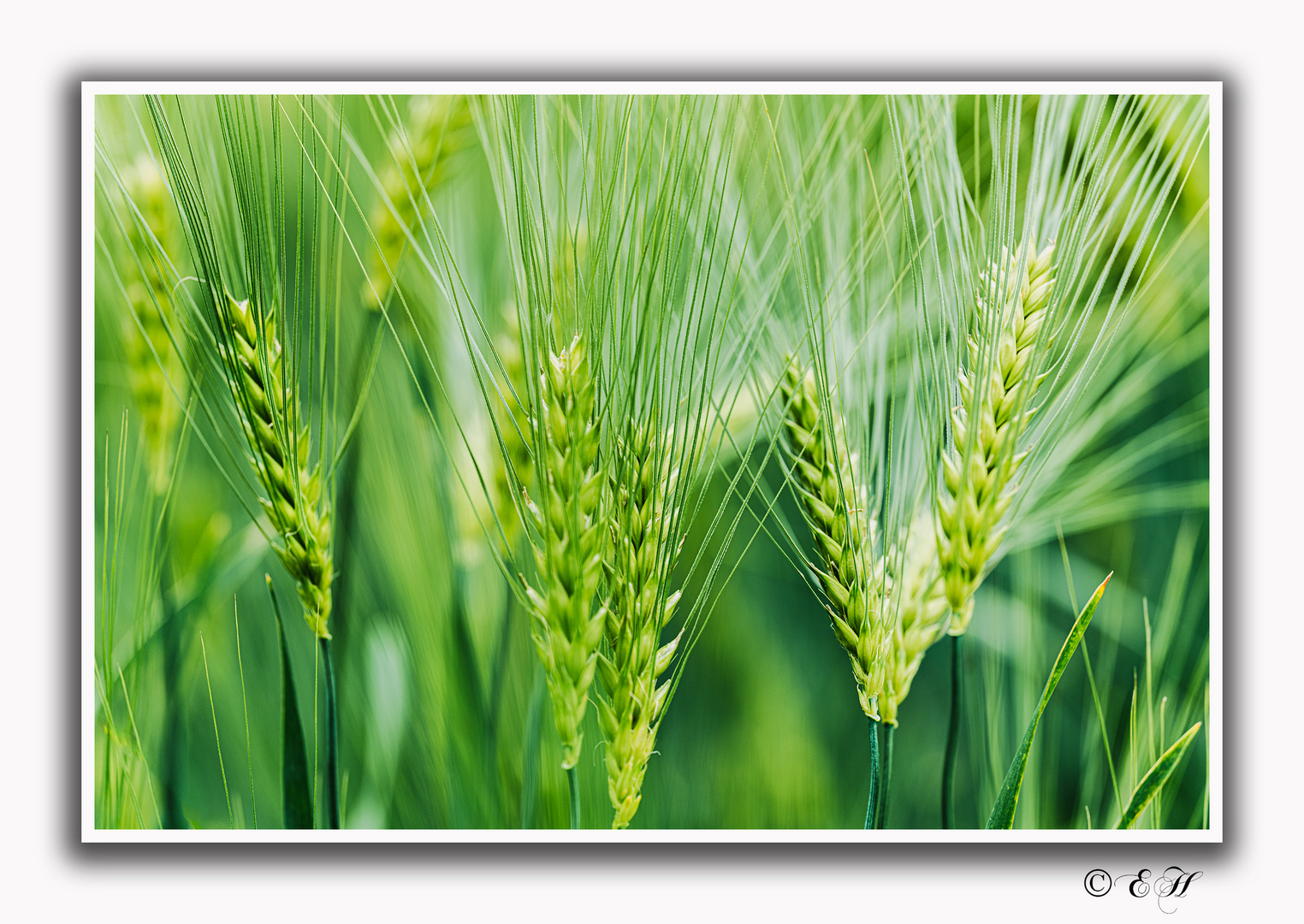 _Gerste_ Foto & Bild | landschaft, kulturlandschaften, outdoor Bilder ...