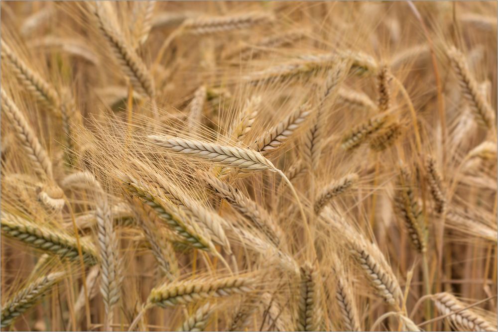 Gerste Foto & Bild | natur, pflanzen, pilze & flechten Bilder auf ...