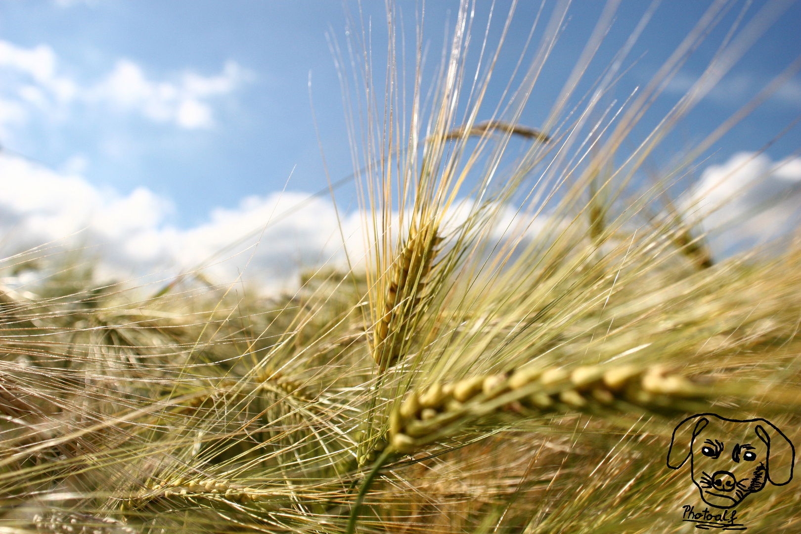 Gerste Foto & Bild | landschaft, kulturlandschaften, natur Bilder auf ...