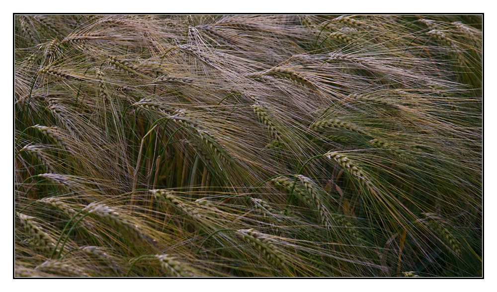 Gerste (I) Foto & Bild | pflanzen, pilze & flechten, getreide und feldfrüchte, ohne ordner ...