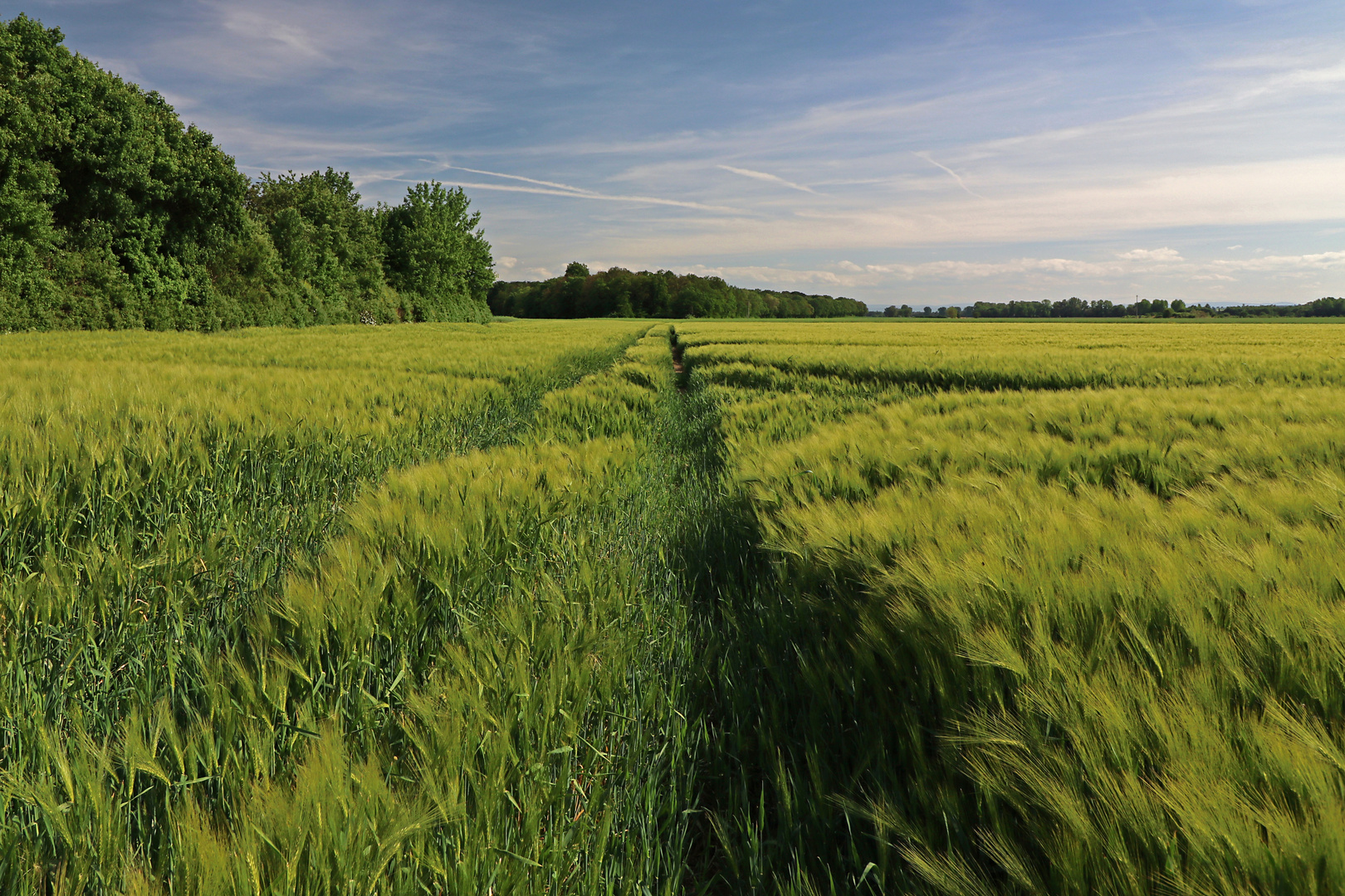 Gerste im Mai Foto & Bild | mai, landschaften, getreidefeld Bilder auf ...