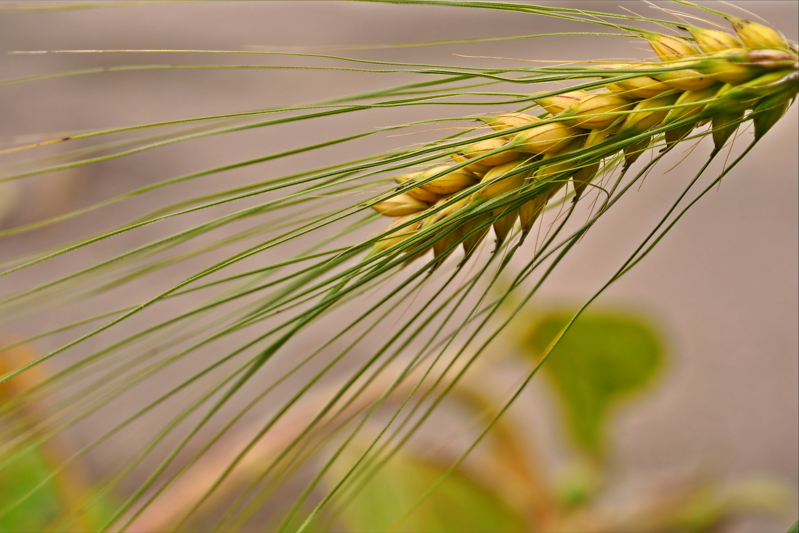Gerste im November Foto & Bild | pflanzen, pilze & flechten, landschaft ...