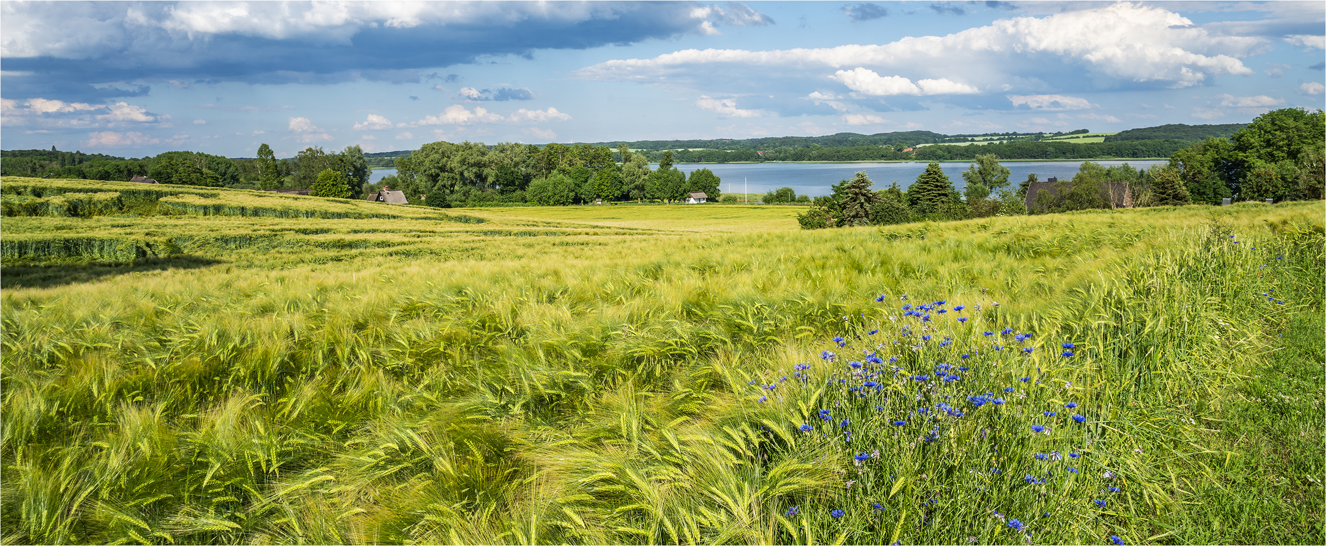 Gerste, immer wieder Gerste … Foto & Bild | kornblumen, natur, getreide ...