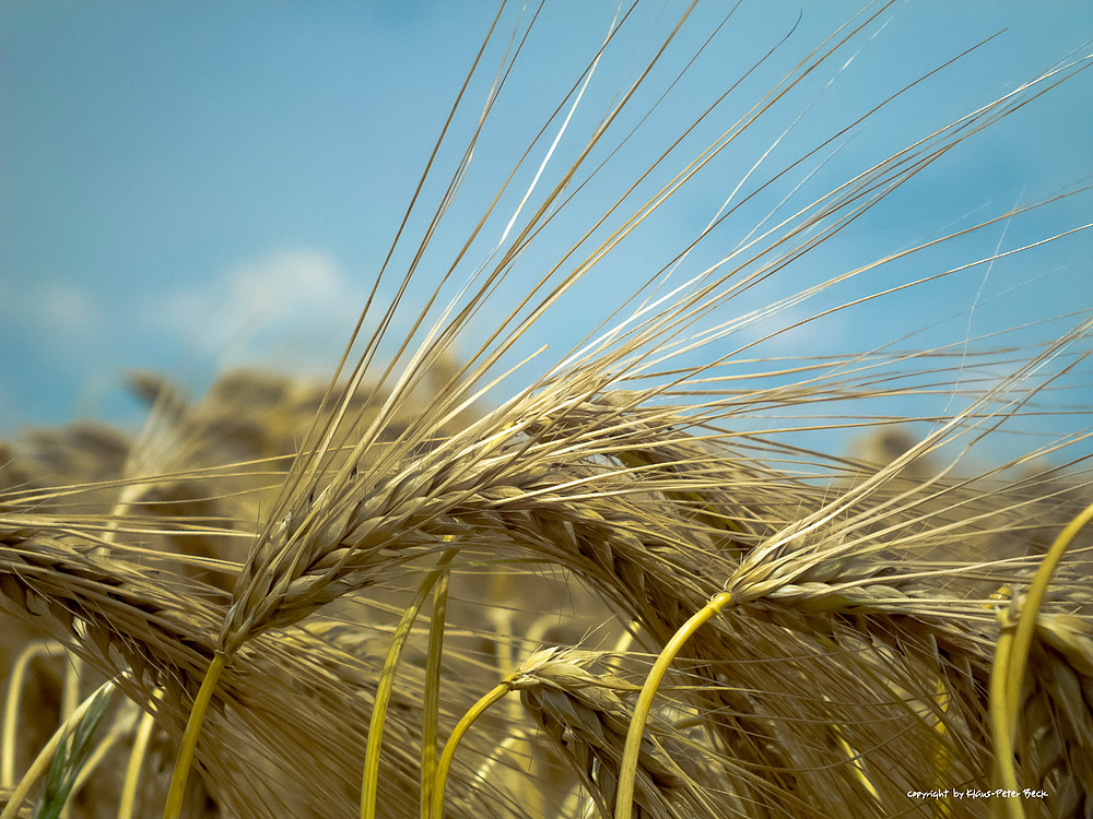 Gerste, kurz vor der Ernte (danke Roland) Foto & Bild | pflanzen, pilze ...