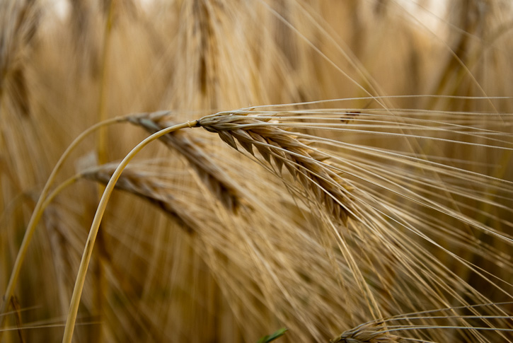 Gerste - Noch 8 Tage bis zur Ernte Foto & Bild | pflanzen, pilze ...