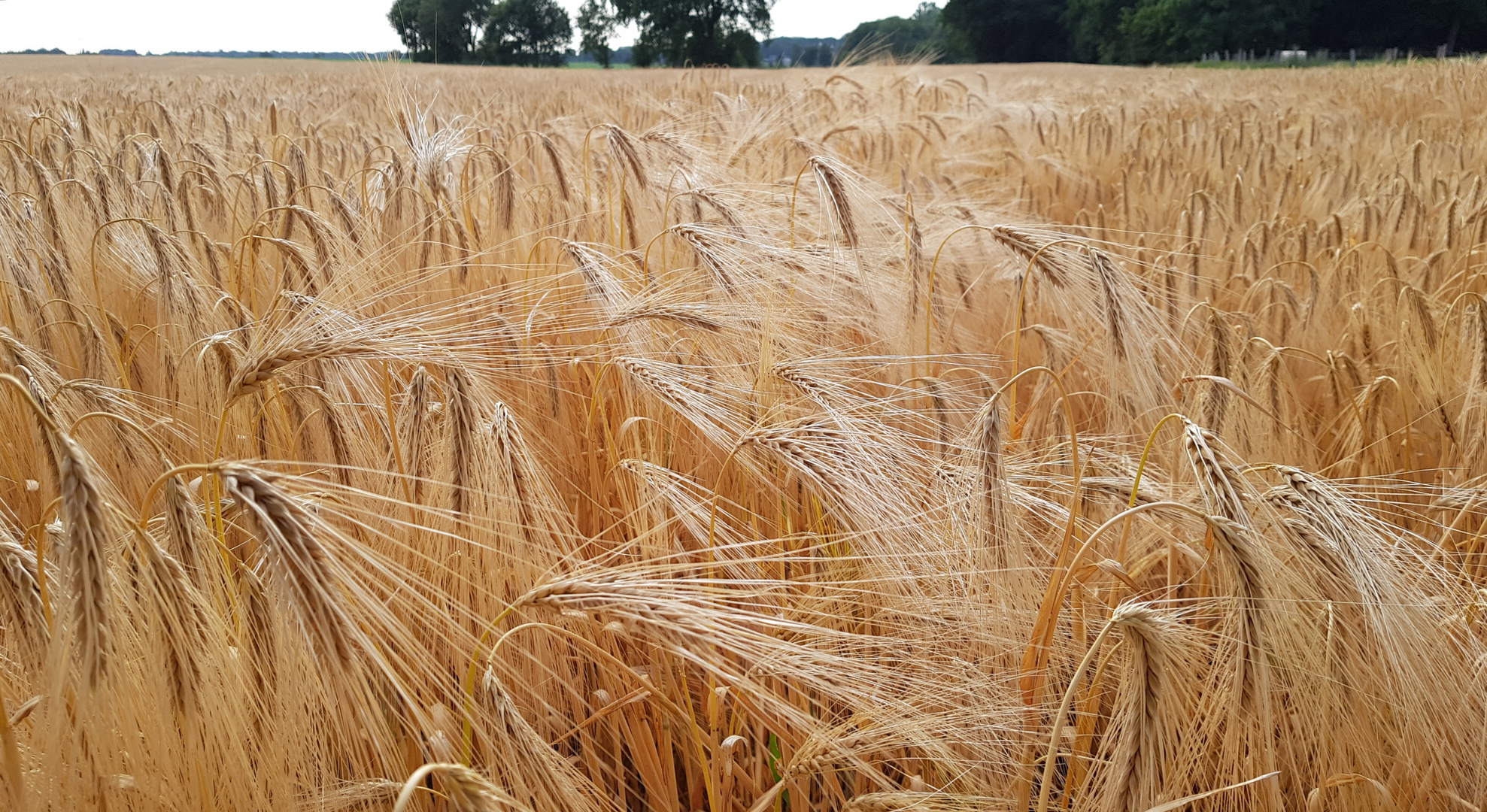 Gerste ohne Saft Foto & Bild | jahreszeiten, sommer, natur Bilder auf ...