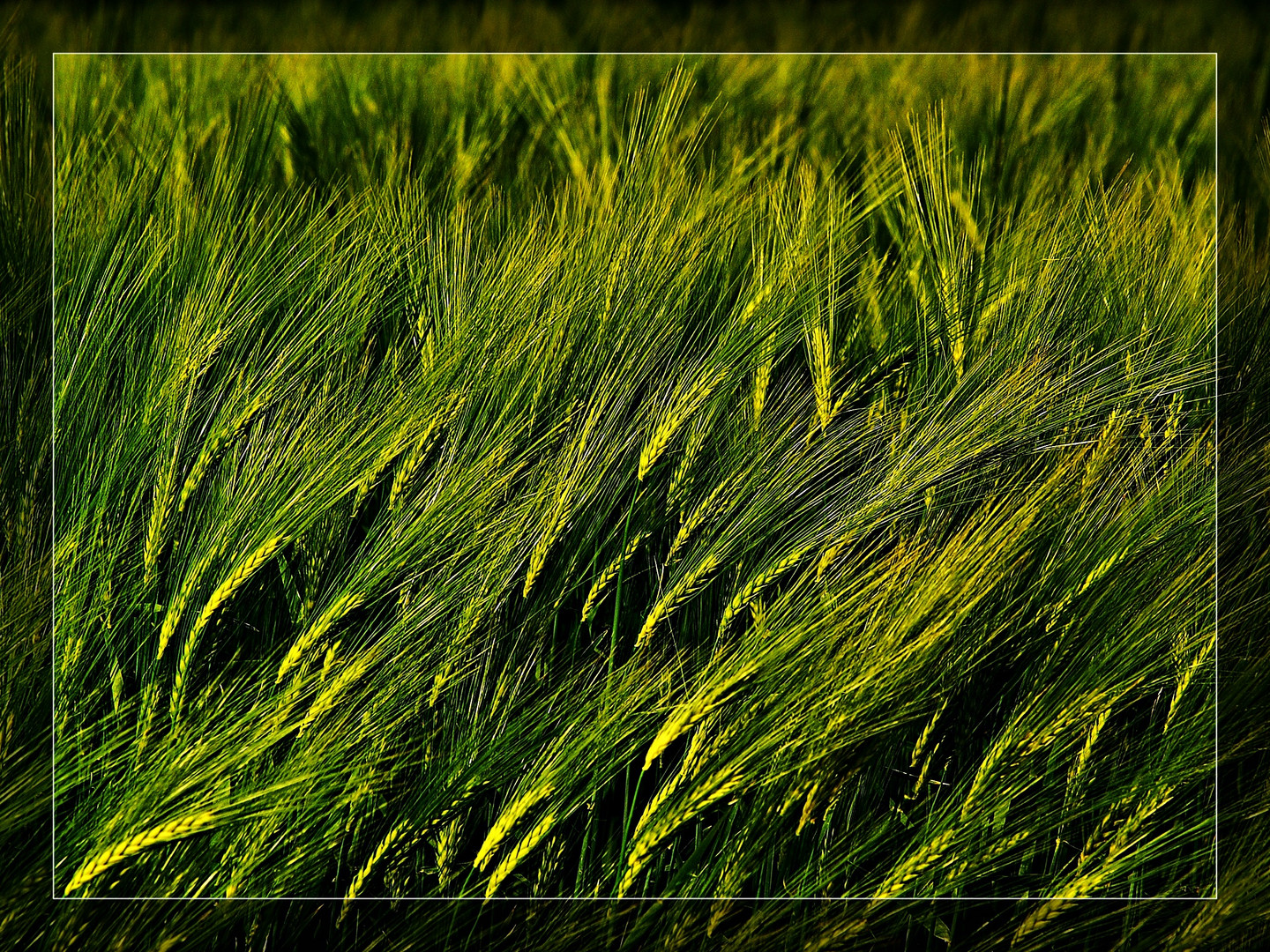 Gersten-Ähren im Wind Foto & Bild | pflanzen, pilze & flechten ...
