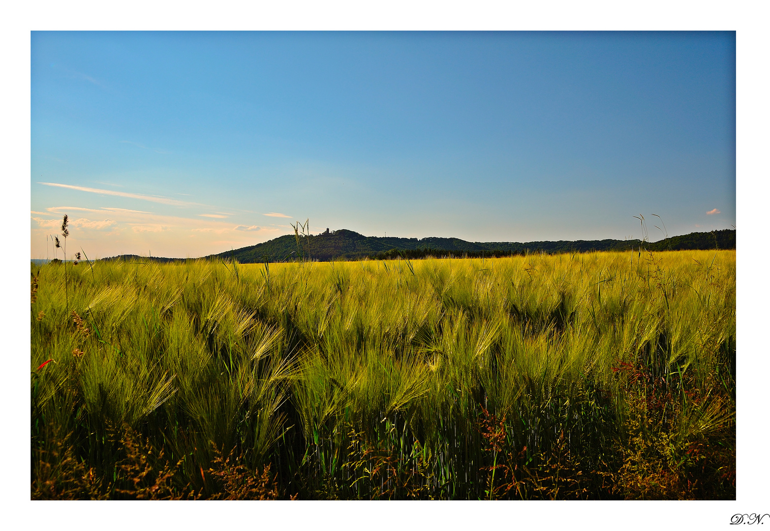 Gerstenacker Foto & Bild | landschaft, Äcker, felder & wiesen, Bilder ...