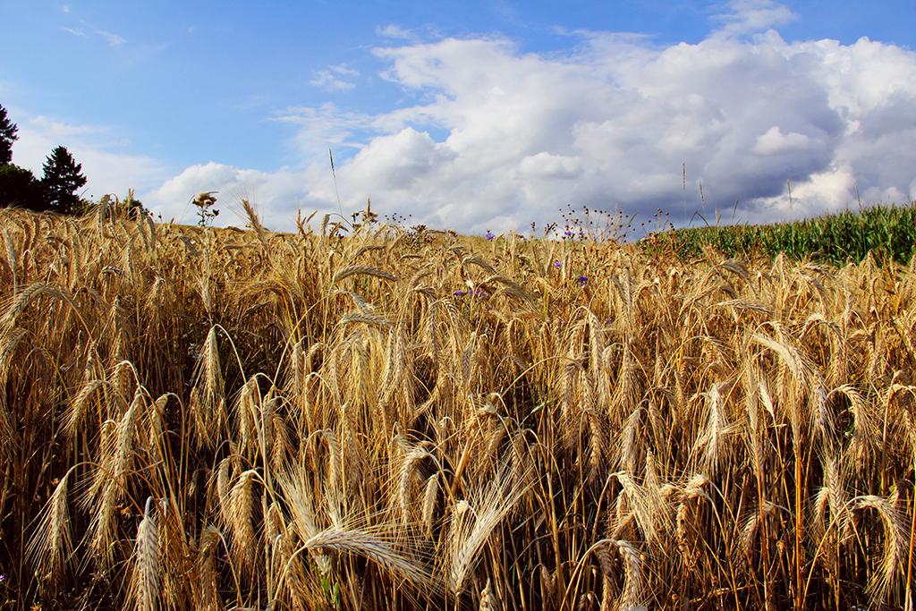 Gerstenfeld Foto & Bild | landschaft, Äcker, felder & wiesen, natur ...