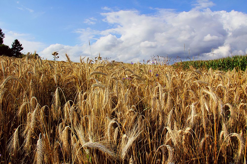 Gerstenfeld Foto & Bild | landschaft, Äcker, felder & wiesen, natur ...