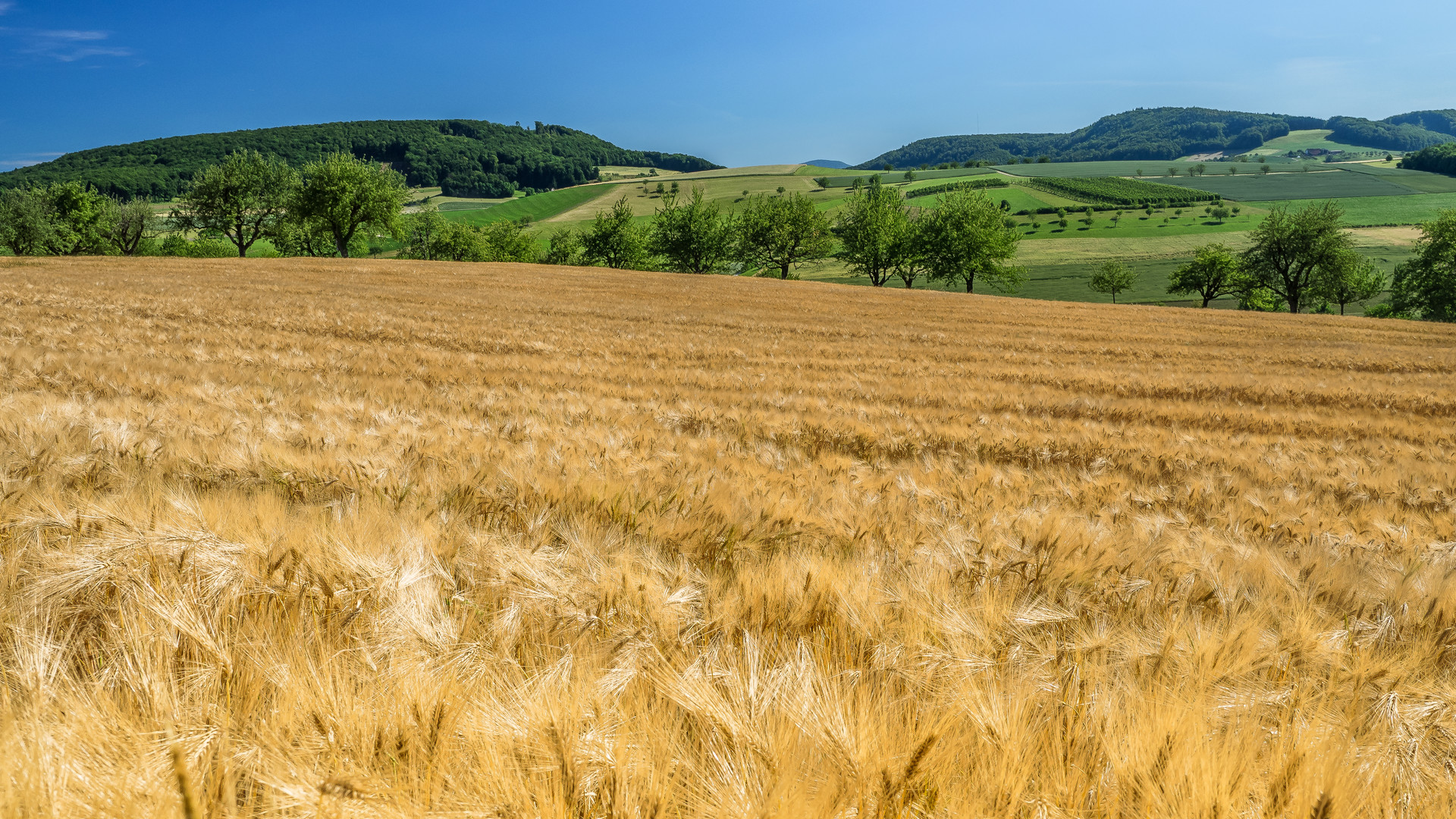 Gerstenfeld Foto & Bild | felder, schweiz, baselland Bilder auf ...