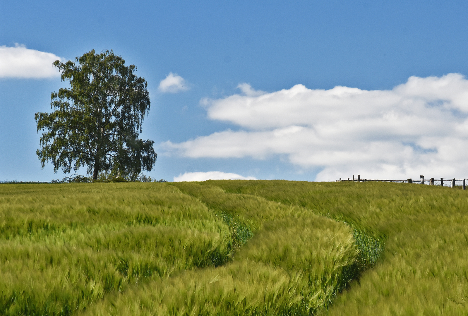 Gerstenfeld.... Foto & Bild | natur, landschaft, jahreszeiten Bilder ...