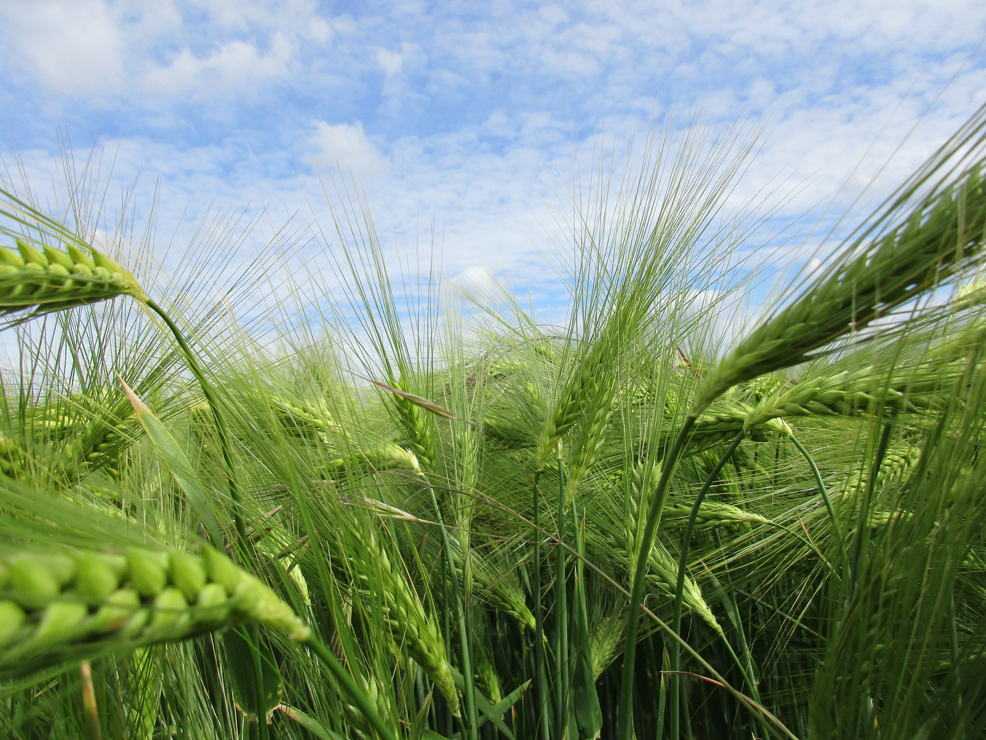 Gerstenfeld Foto & Bild | pflanzen, pilze & flechten, getreide und ...