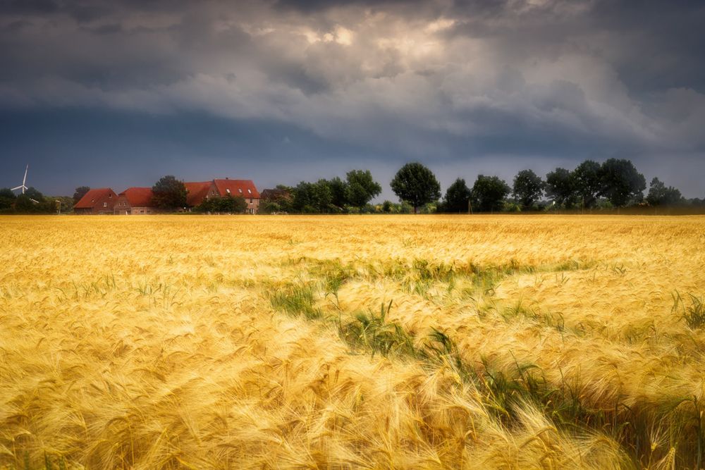 Gerstenfeld Foto & Bild | landschaft, jahreszeiten, sommer Bilder auf ...