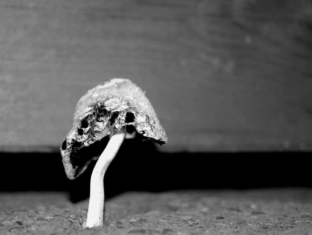 Geschafft... Foto & Bild | natur, pilz, giftig Bilder auf fotocommunity