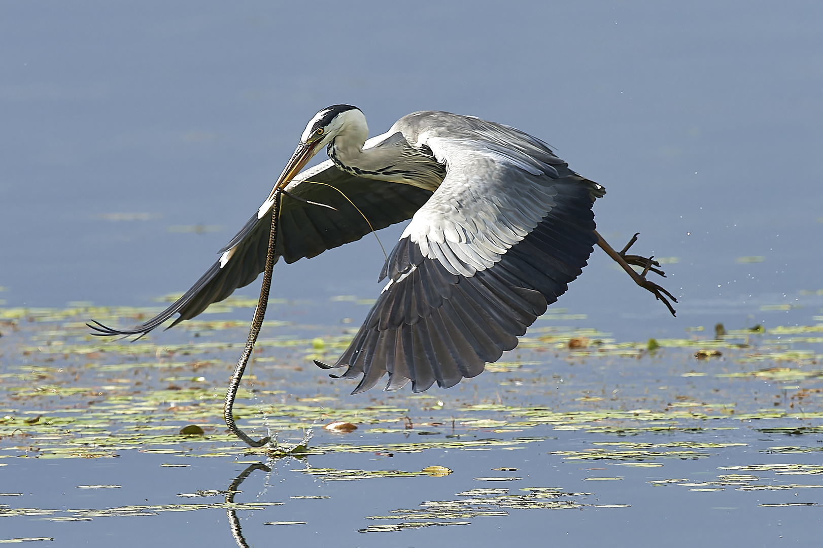 Geschafft! - nach langem Kampf Foto & Bild | tiere, wildlife, wild ...