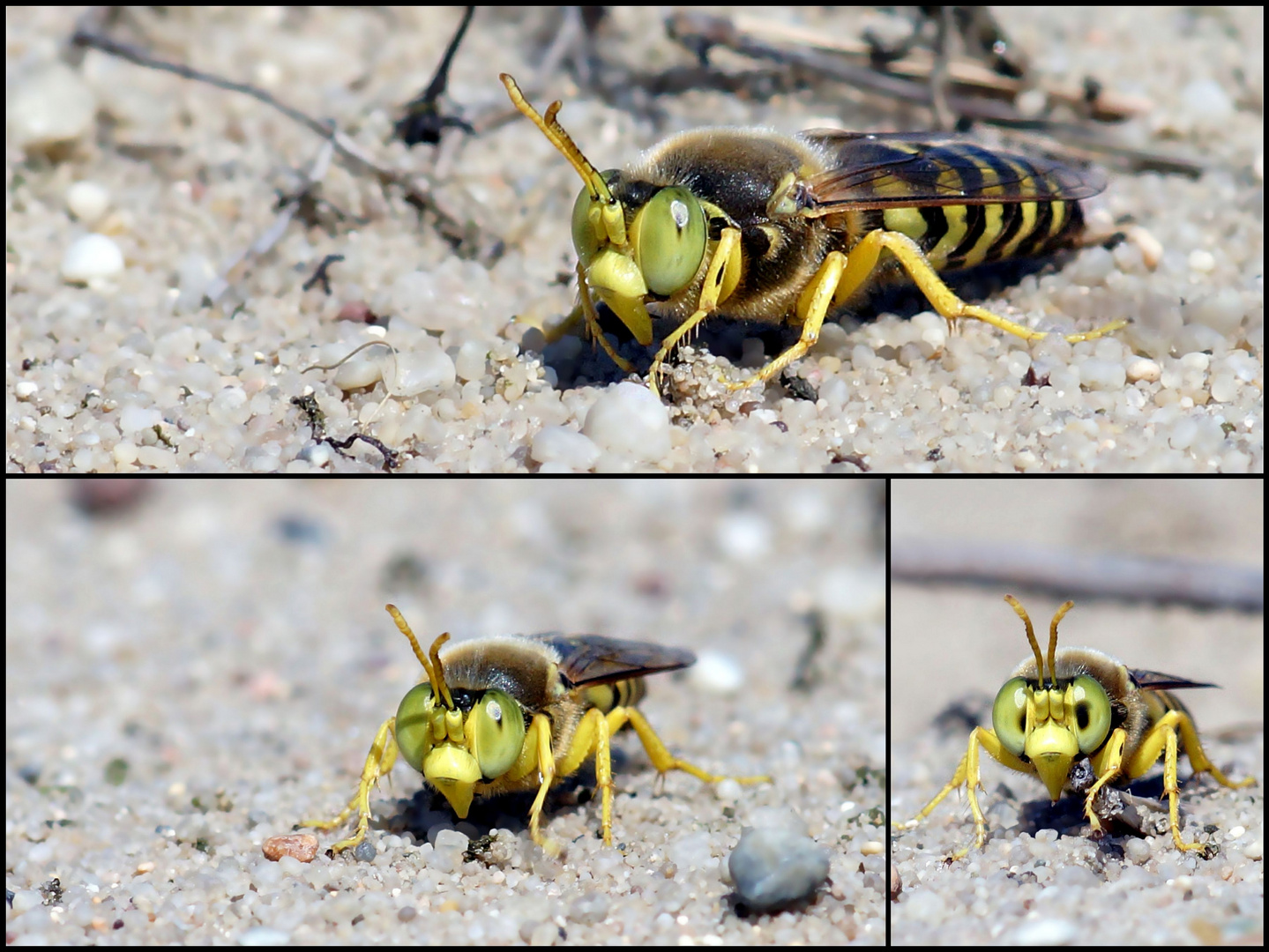 Geschnäbelte Kreiselwespe - Bembix rostrata Foto & Bild | tiere ...