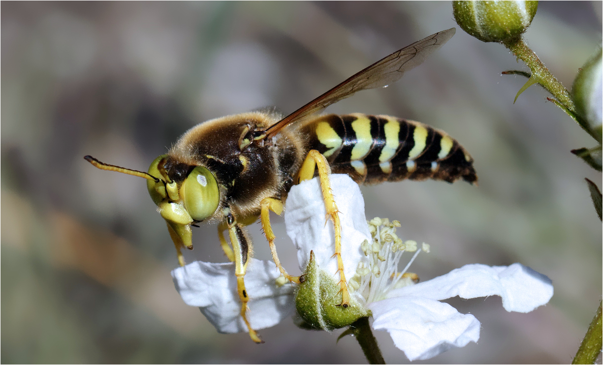 Geschnäbelte Kreiselwespe - Bembix rostrata Foto & Bild | blüte, heide ...
