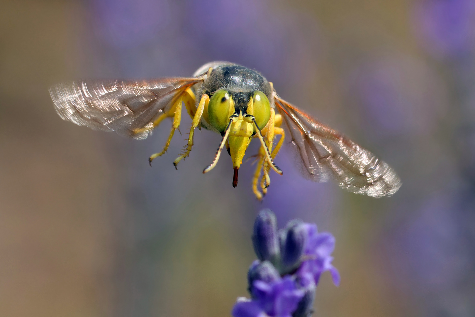 Geschnäbelte Kreiselwespe ( Bembix rostrata) im Anflug Foto & Bild ...