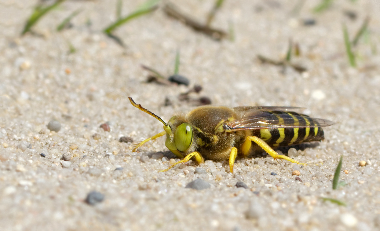 Geschnäbelte Kreiselwespe - Bembix rostrata - Männchen Foto & Bild ...