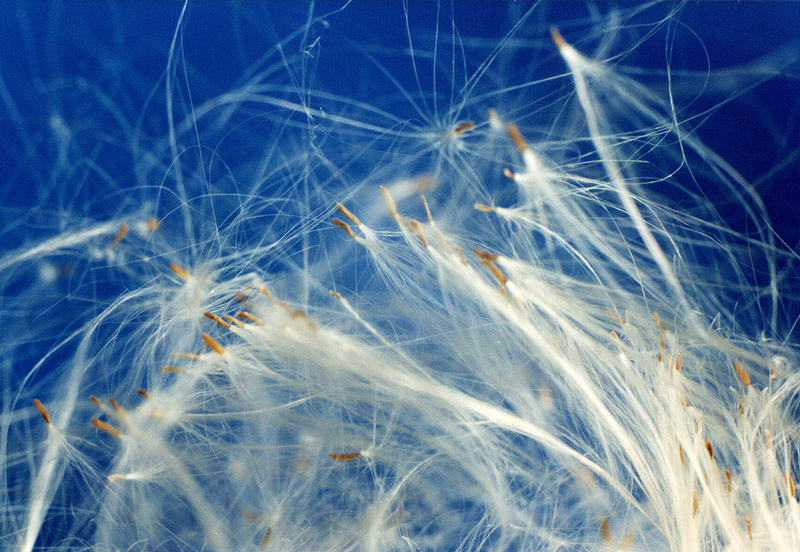 Geschwind Foto & Bild | nah- & makro, techniken, aufnahme-techniken ...