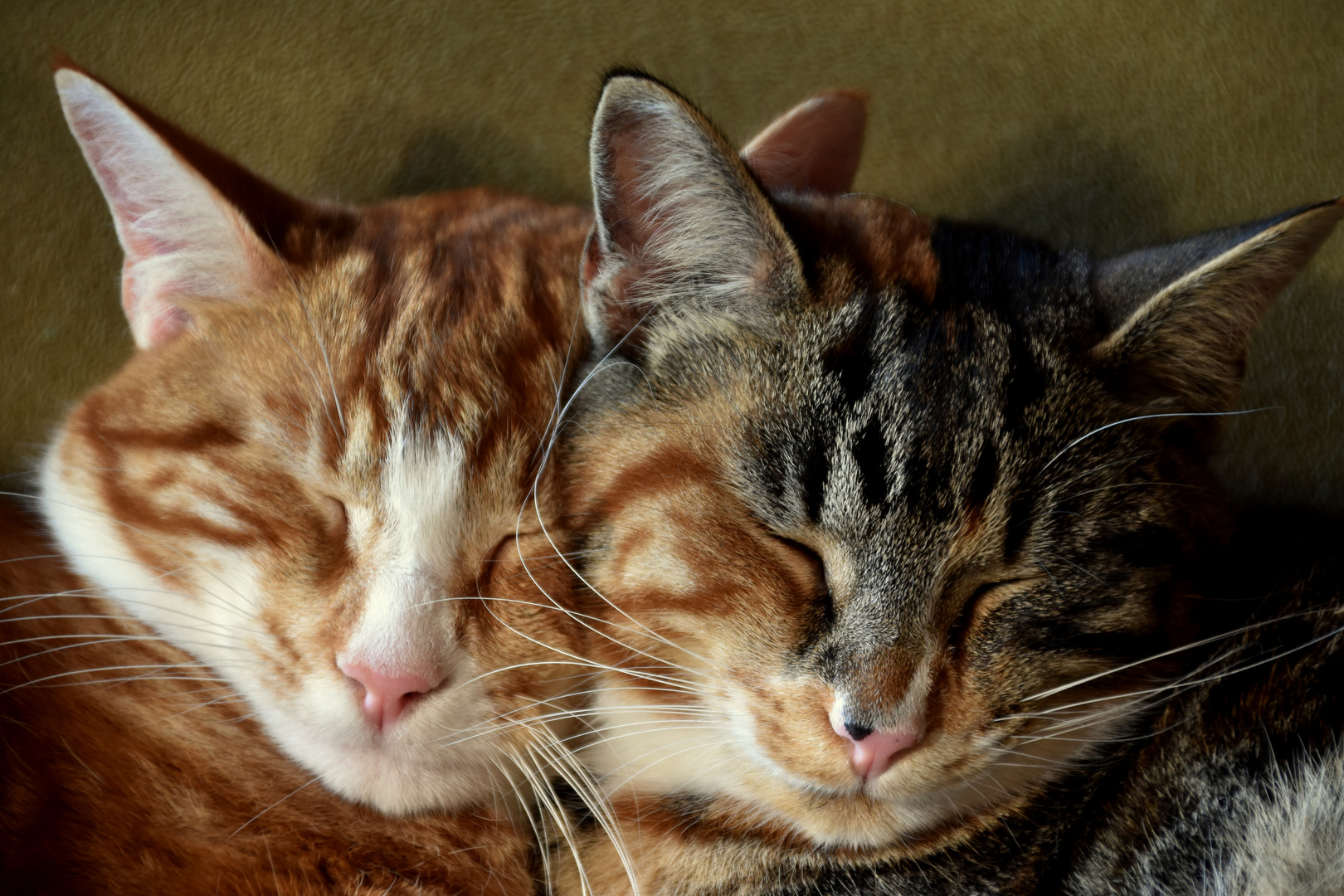 Geschwister Foto & Bild | tiere, haustiere, katzen Bilder auf fotocommunity