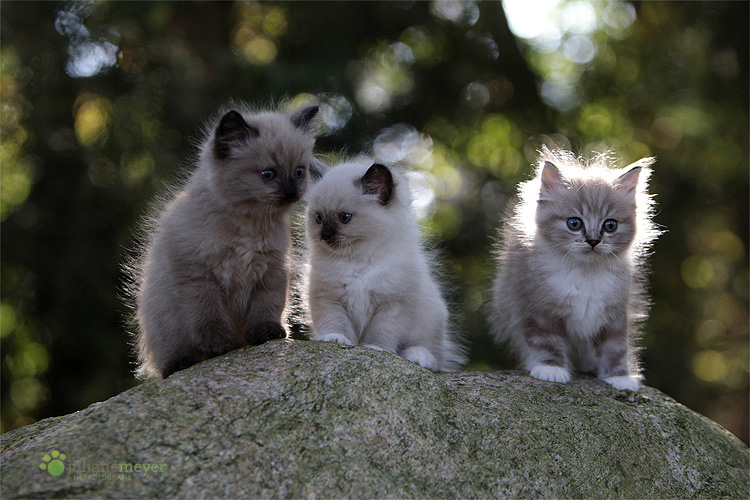 Geschwister Foto & Bild | tiere, haustiere, katzen Bilder auf fotocommunity