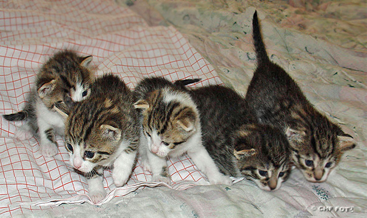 Geschwister Foto & Bild | tiere, hauskatze, katzen Bilder auf fotocommunity