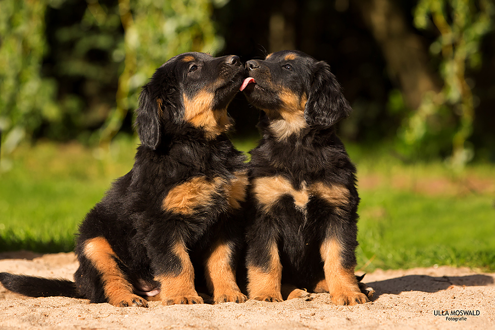 ...Geschwister... Foto & Bild | tiere, haustiere, hunde Bilder auf fotocommunity