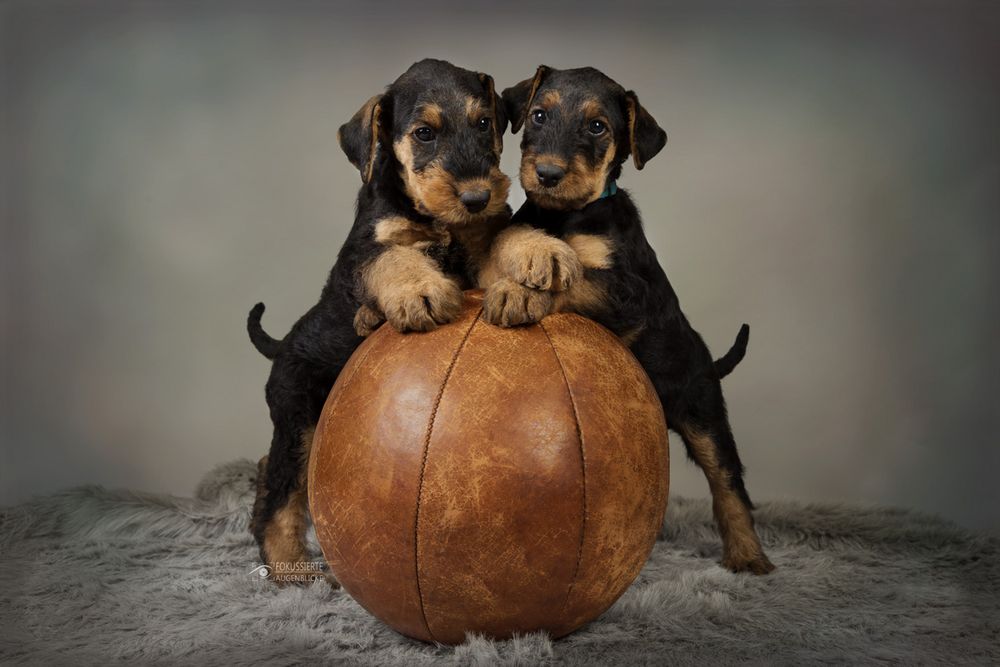 Geschwister Foto & Bild | tiere, haustiere, hunde Bilder auf fotocommunity