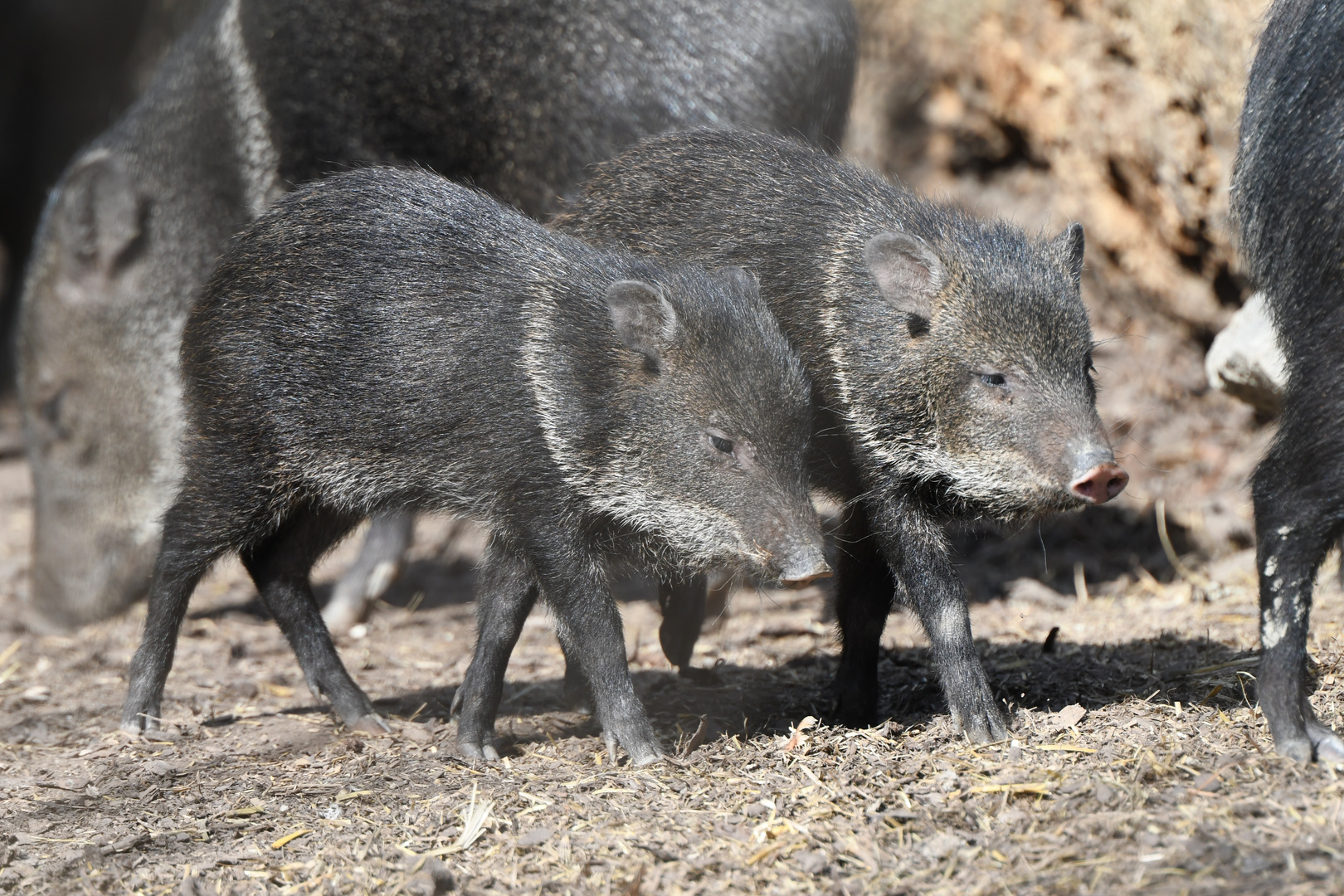 Geschwister Foto & Bild | tiere, zoo, wildpark & falknerei, säugetiere ...
