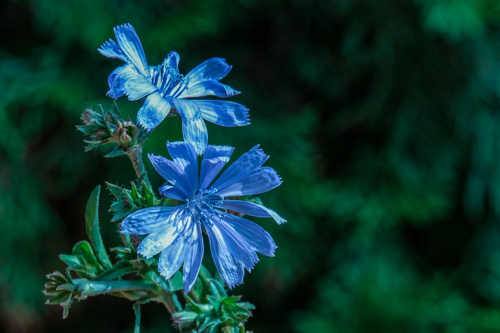 Geschwister in Blau Foto & Bild | dokumentation, outdoor, natur Bilder auf fotocommunity