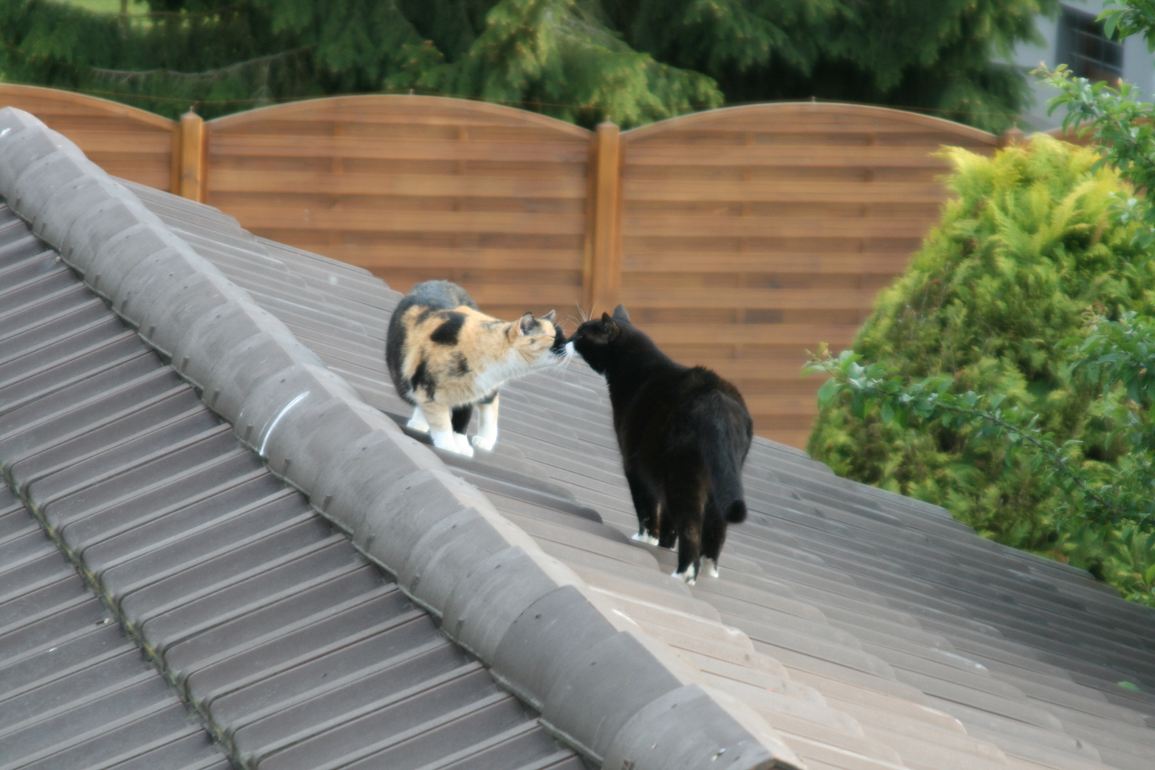 Geschwister treffen sich auf dem Dach Foto & Bild | tiere, haustiere, katzen Bilder auf ...