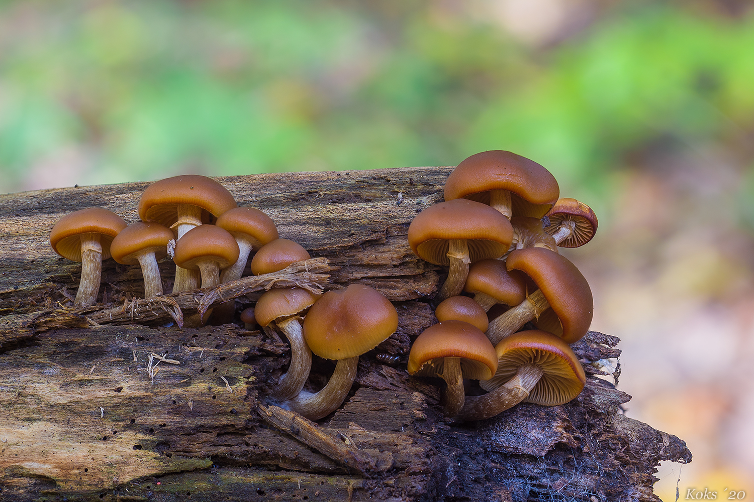 Gesellig Foto & Bild | wald, makro, natur Bilder auf fotocommunity