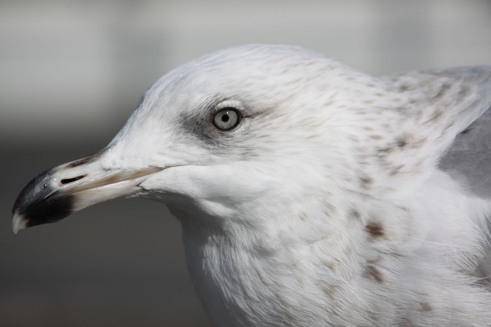 gespannt Foto & Bild | tiere, wildlife, wild lebende vögel Bilder auf ...