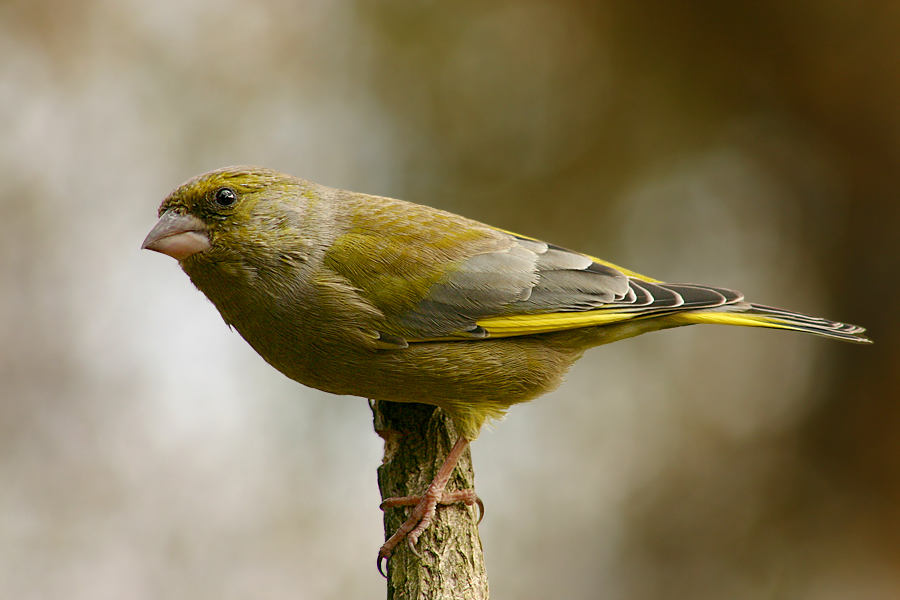 Gespannt schaut er... Foto & Bild | tiere, wildlife, wild lebende vögel ...