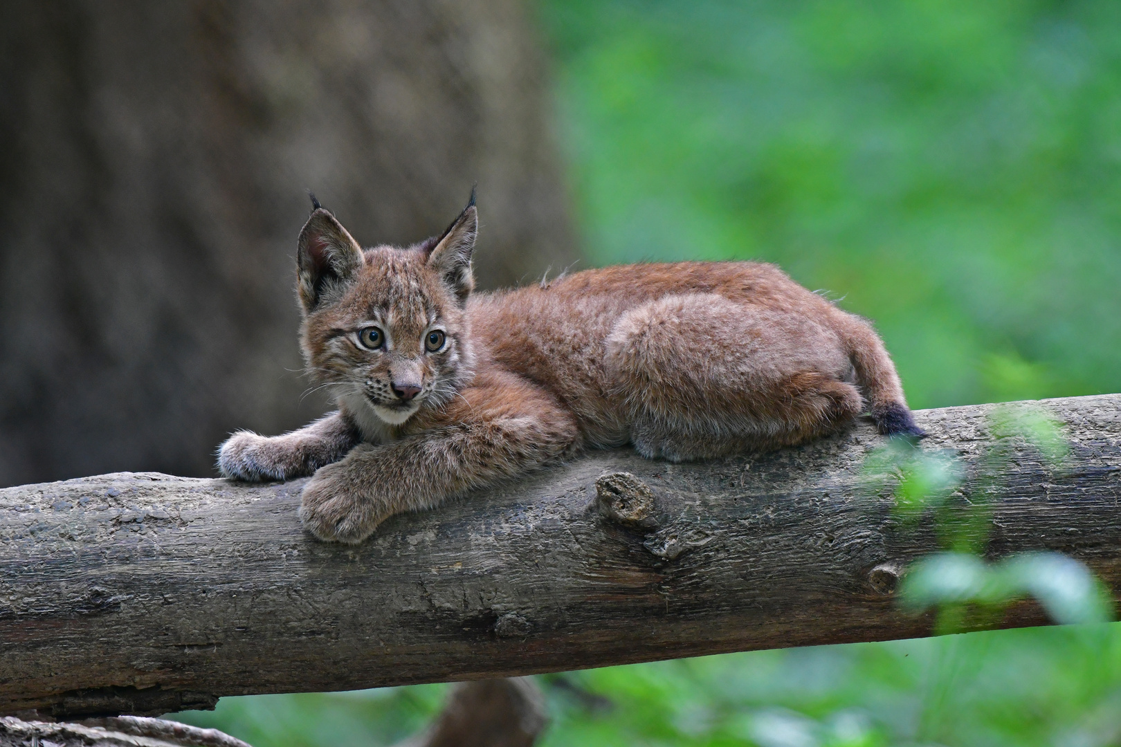 Gespannt wie ein Flitzebogen Foto & Bild | tiere, zoo, wildpark ...