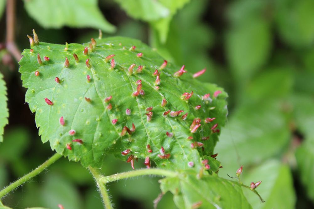 gespickt voll Foto & Bild | insekten, natur, tiere Bilder auf fotocommunity