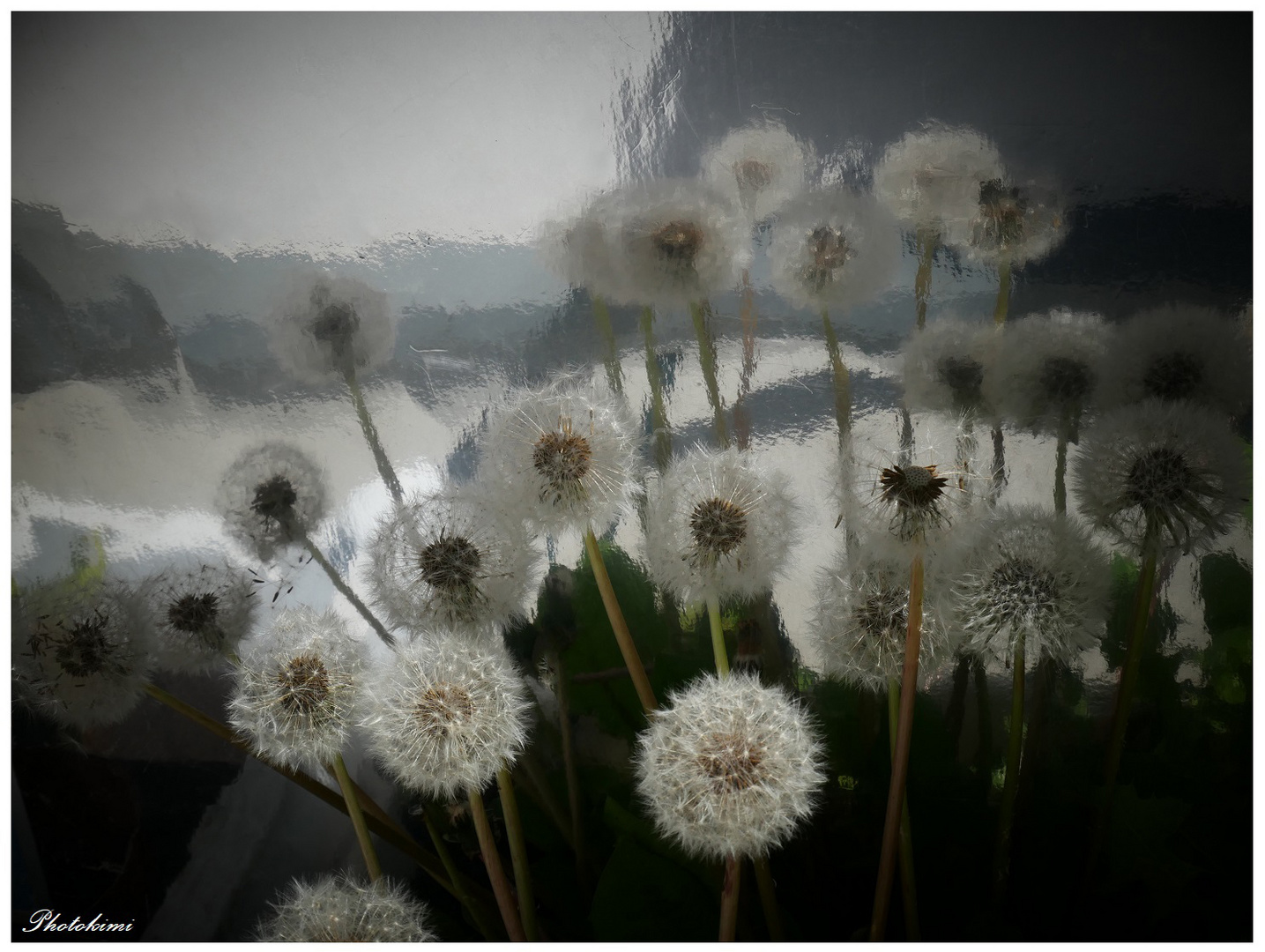 Gespiegelte Pusteblumen Foto & Bild | pflanzen, pilze & flechten, sonstiges, blüten ...