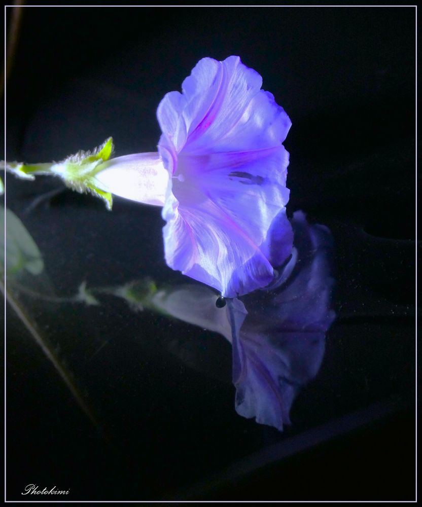 Gespiegelte Trichter Winde Foto & Bild | spezial, natur, pflanzen ...